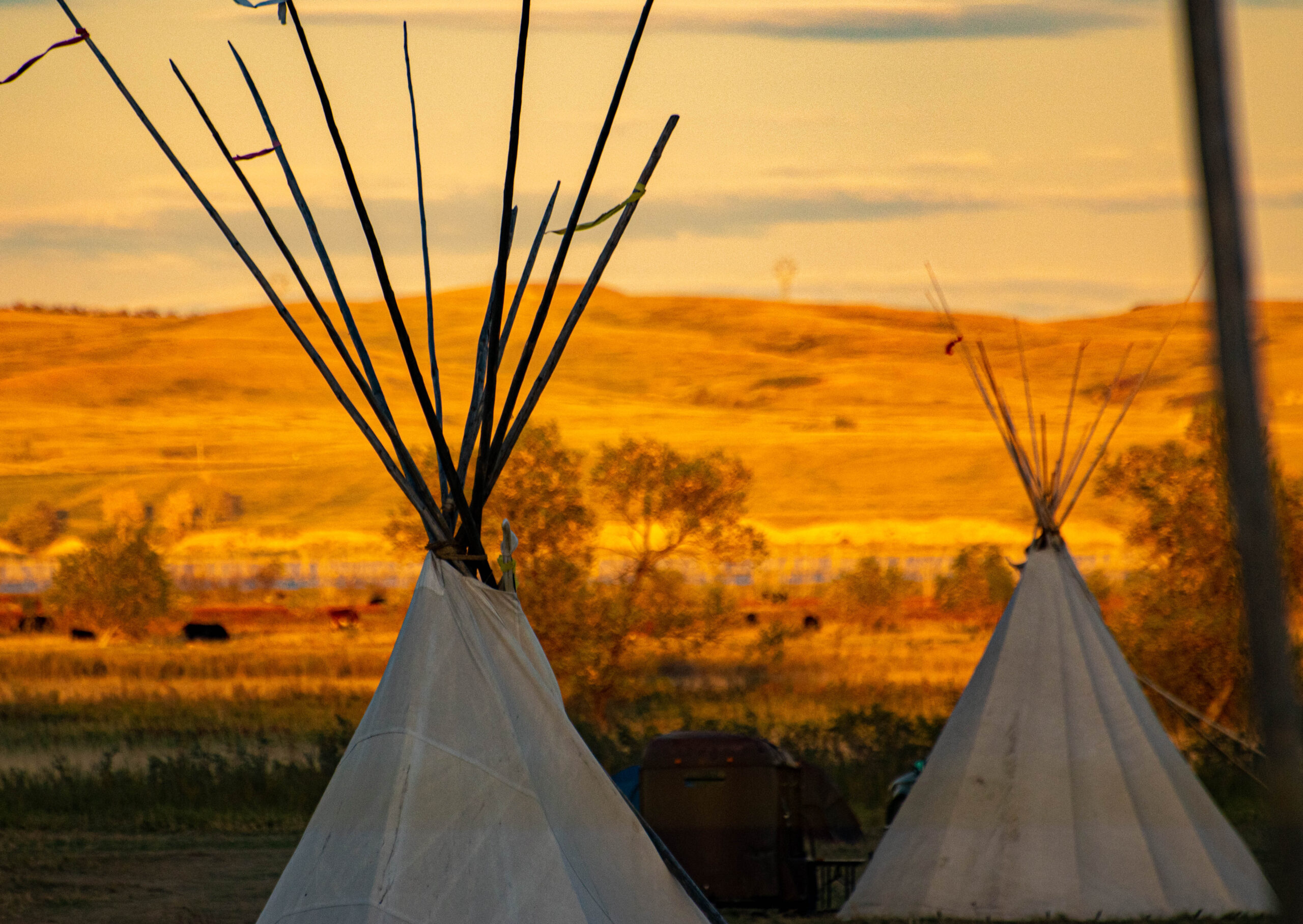 Native Daily Network